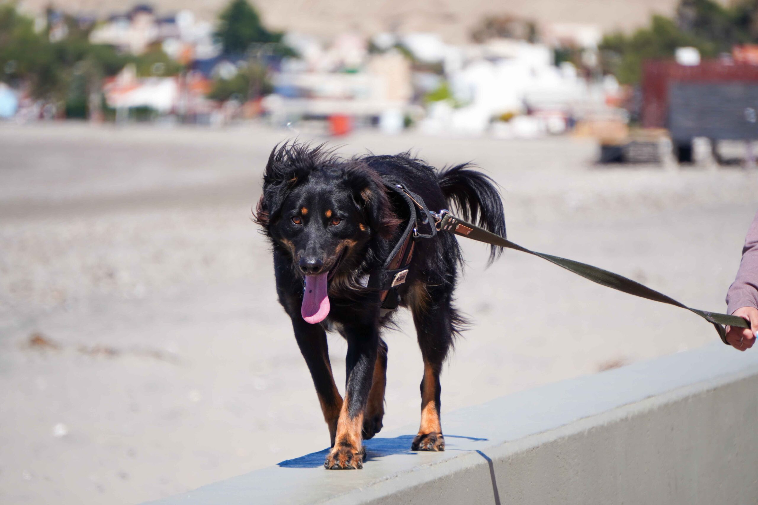 RADA TILLY AMPLÍA EL SERVICIO DE ESTERILIZACIÓN DE PERROS Y GATOS ...